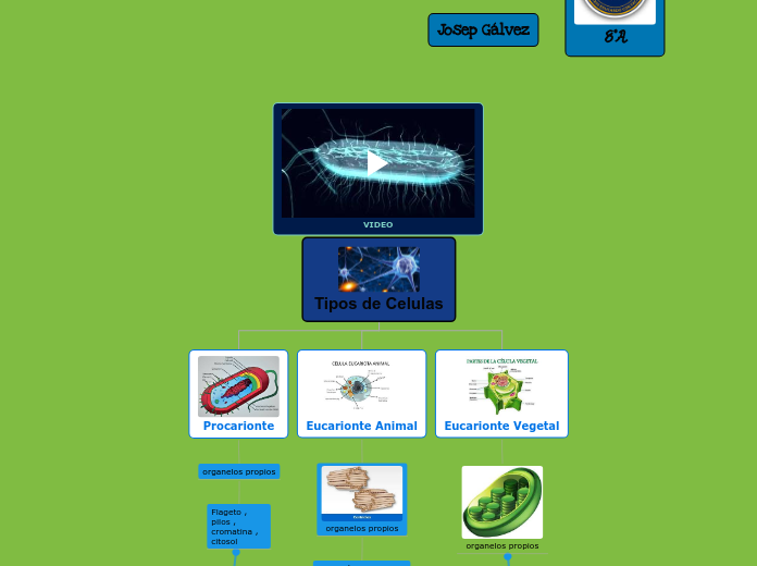 Tipos de Celulas - Mind Map